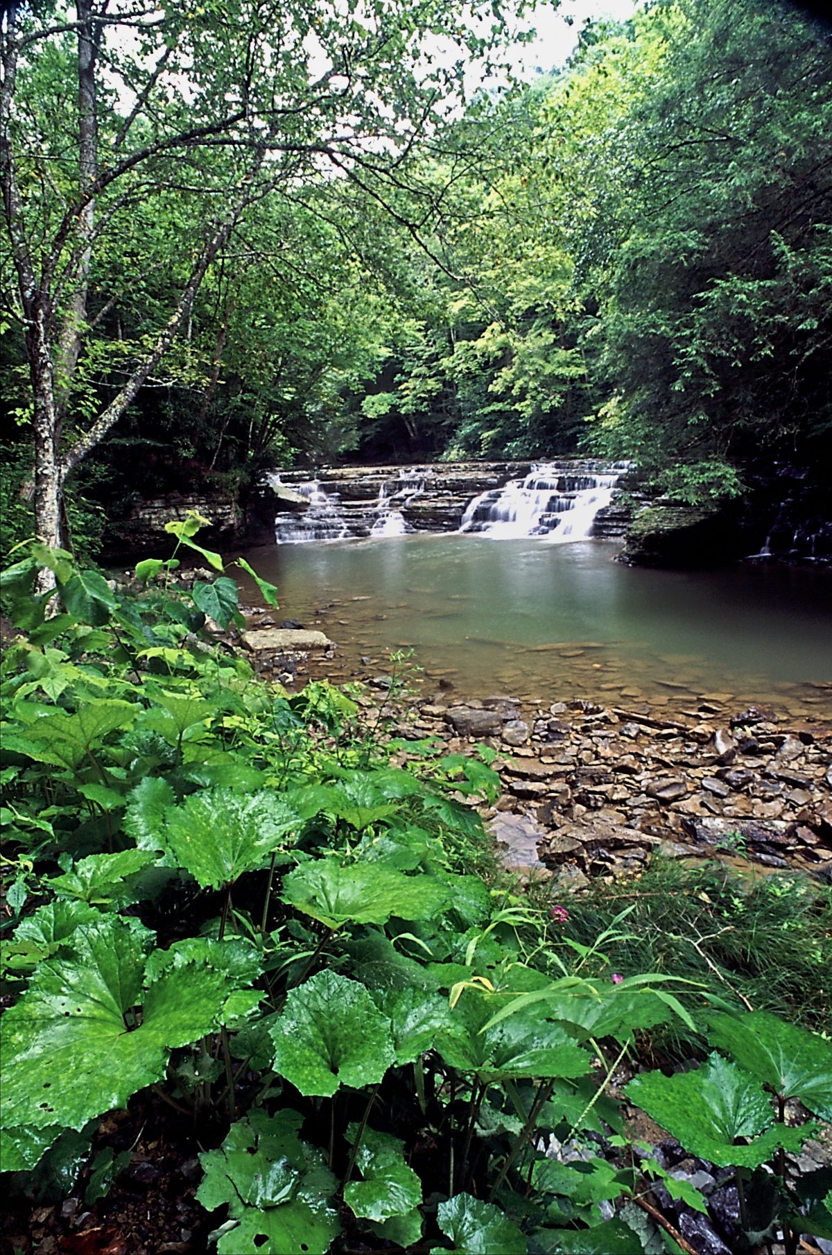 Camp Creek State Park and Forest - Almost Heaven - West Virginia ...