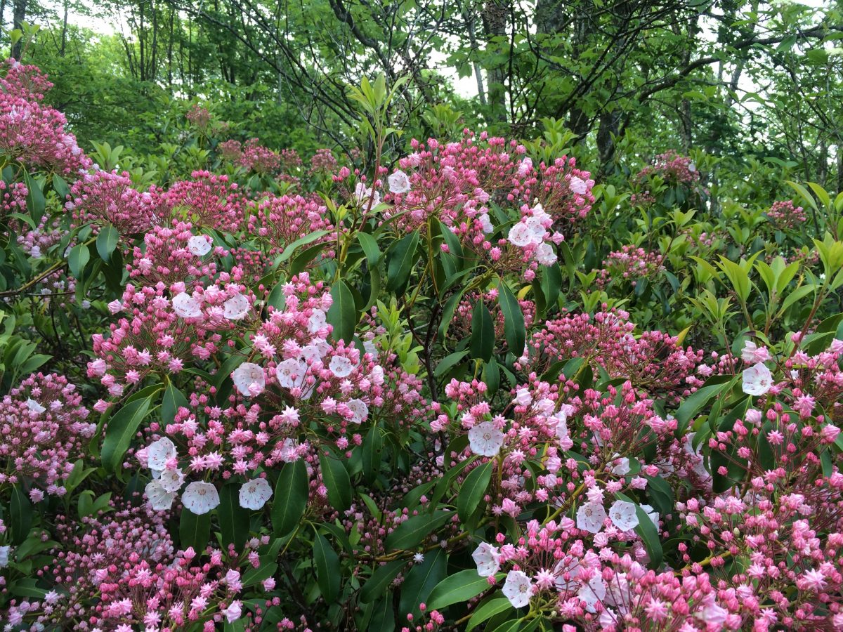 West Virginia Wildflower Pilgrimage - Almost Heaven - West Virginia ...