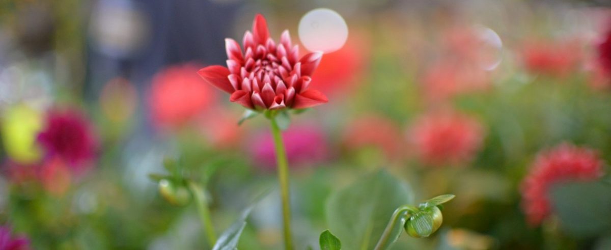 6 Springtime Gems in West Virginia - Almost Heaven - West Virginia