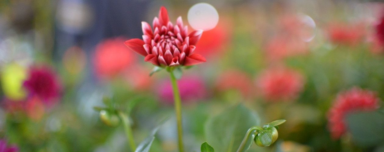 4 best spring wildflower events in the Mountain State - Almost Heaven ...