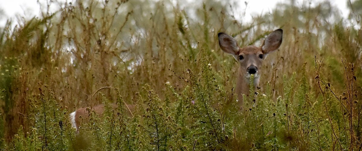 Beat these 3 beastly WV hunting records - Almost Heaven - West Virginia
