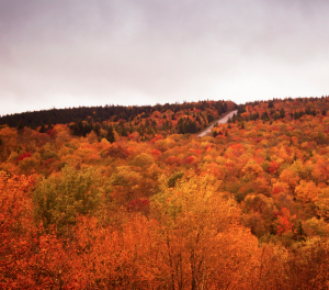5 ways to explore fall in leaf-peeping central - Almost Heaven - West ...