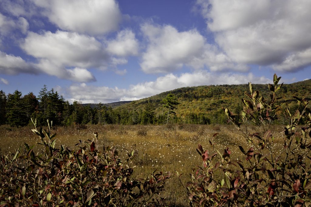 3 areas in WV that grow flora usually found across the world - Almost ...