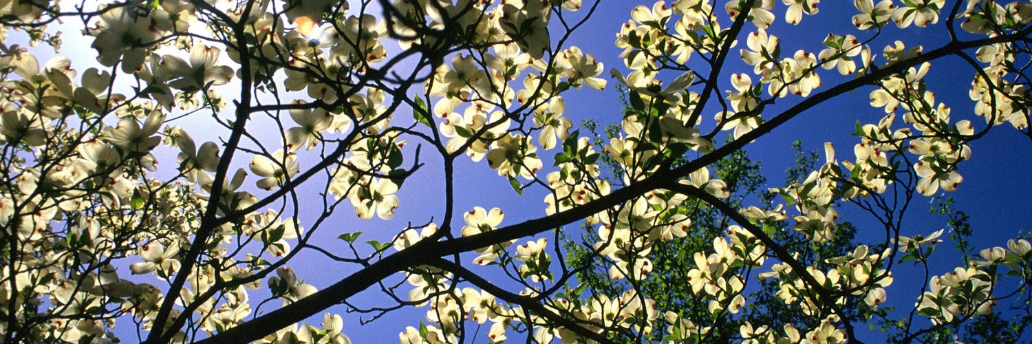 Discover these Hidden Springtime Gems in West Virginia - Almost Heaven ...