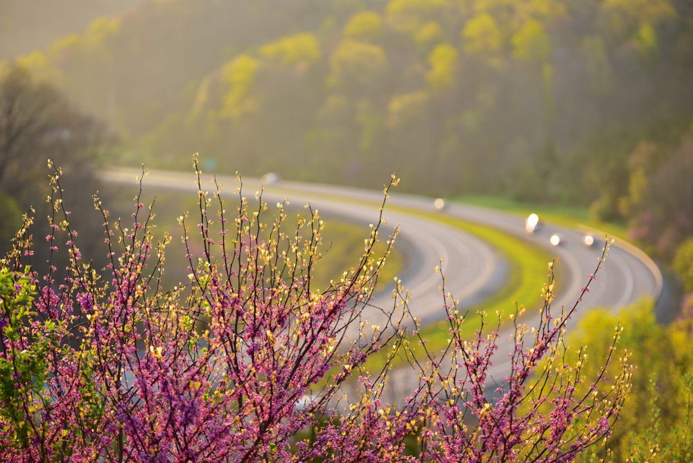 4 Places to Stop and Smell the Wildflowers this Spring - Almost Heaven ...