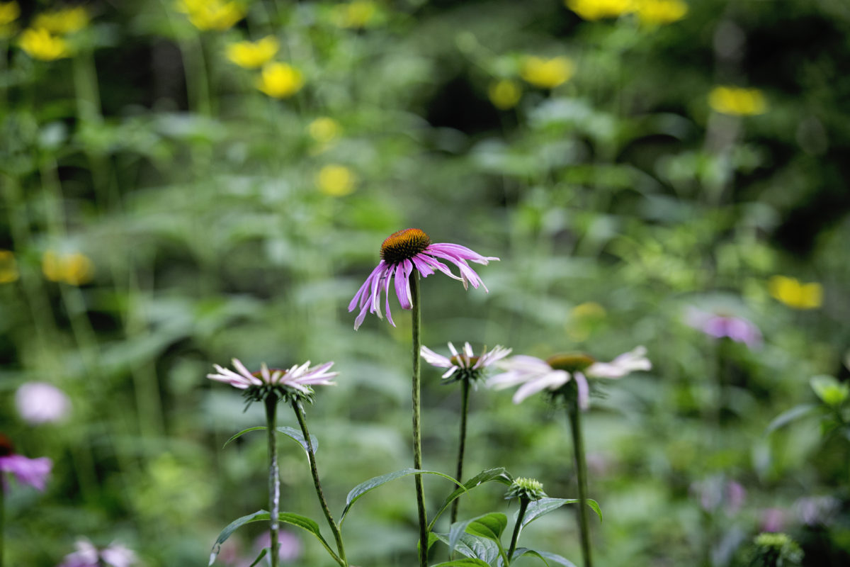 A Day of Wildflower Searching in West Virginia - Almost Heaven - West ...