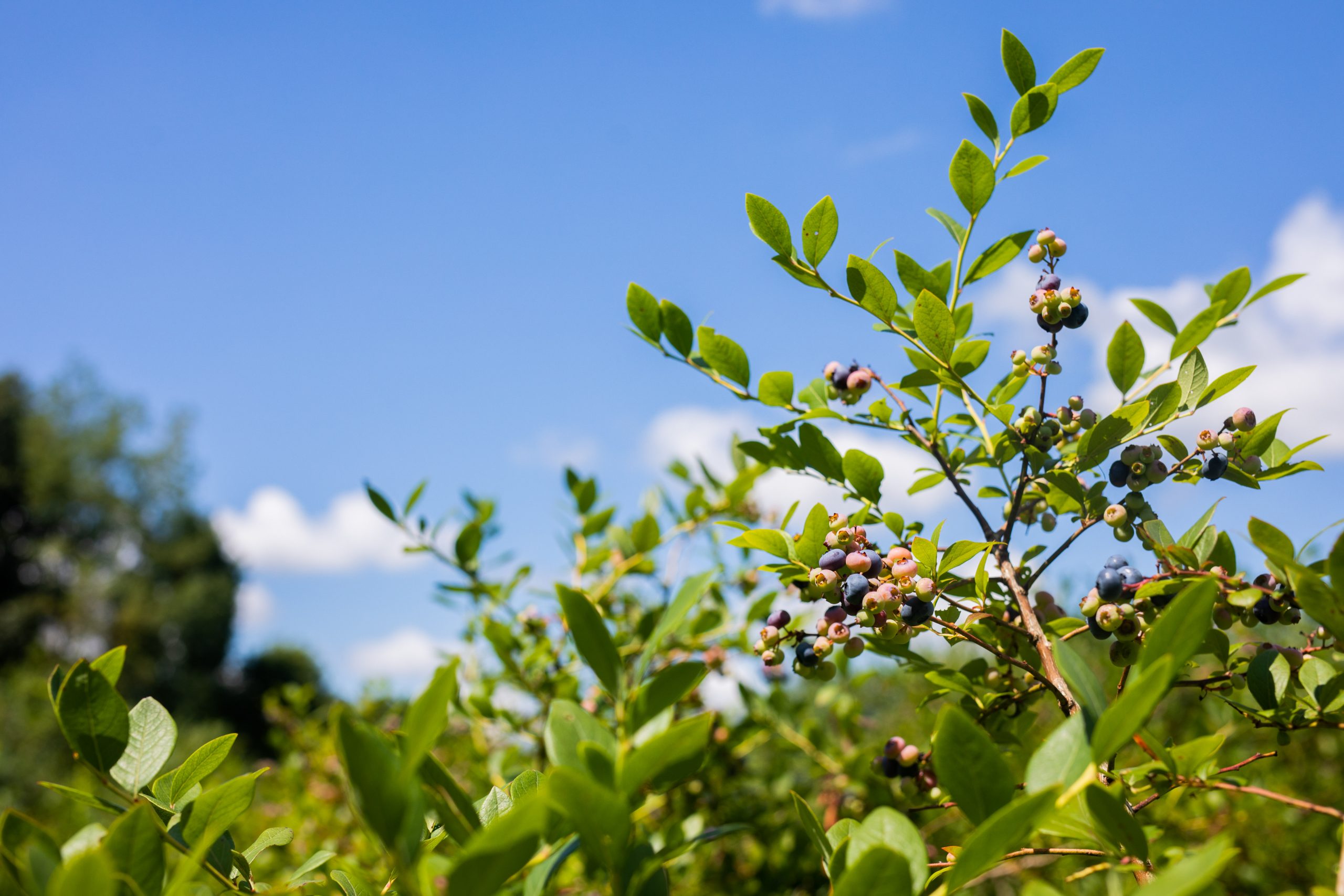 Sweeten up your palate with these #AlmostHeaven fruits - Almost Heaven ... Sweeten up your palate with these #AlmostHeaven fruits - Almost Heaven ...