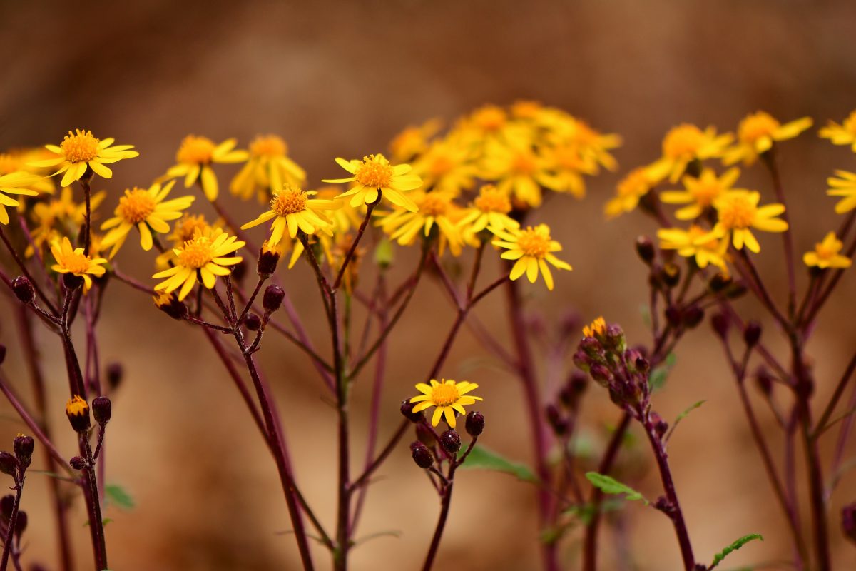 6 Springtime Gems in West Virginia - Almost Heaven - West Virginia