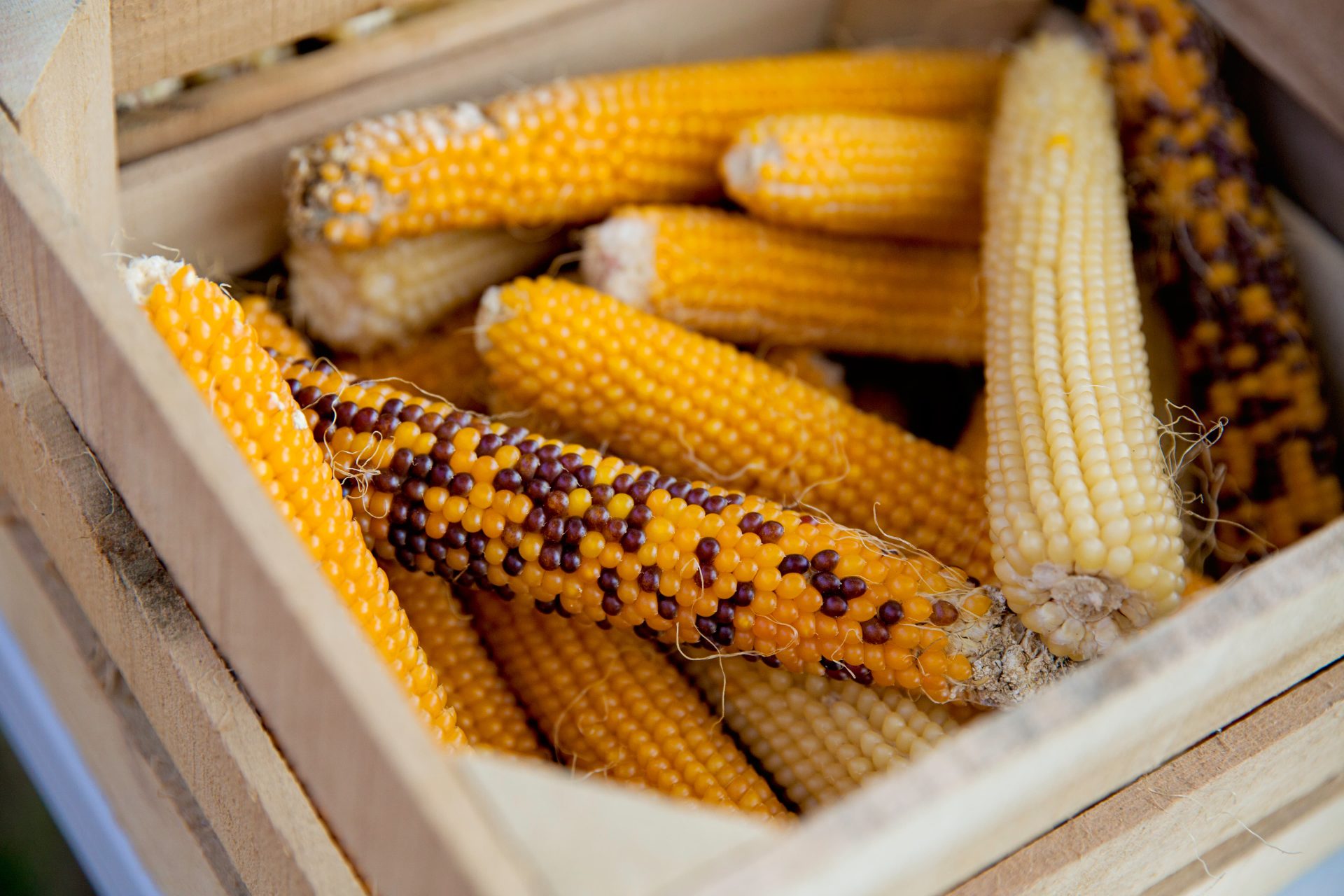 Our State Fair of West Virginia Foodie Guide - Almost Heaven - West ...