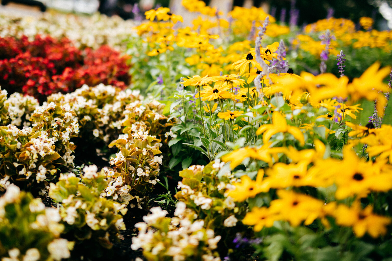 11 wonderful wildflower trails in West Virginia - Almost Heaven - West ...