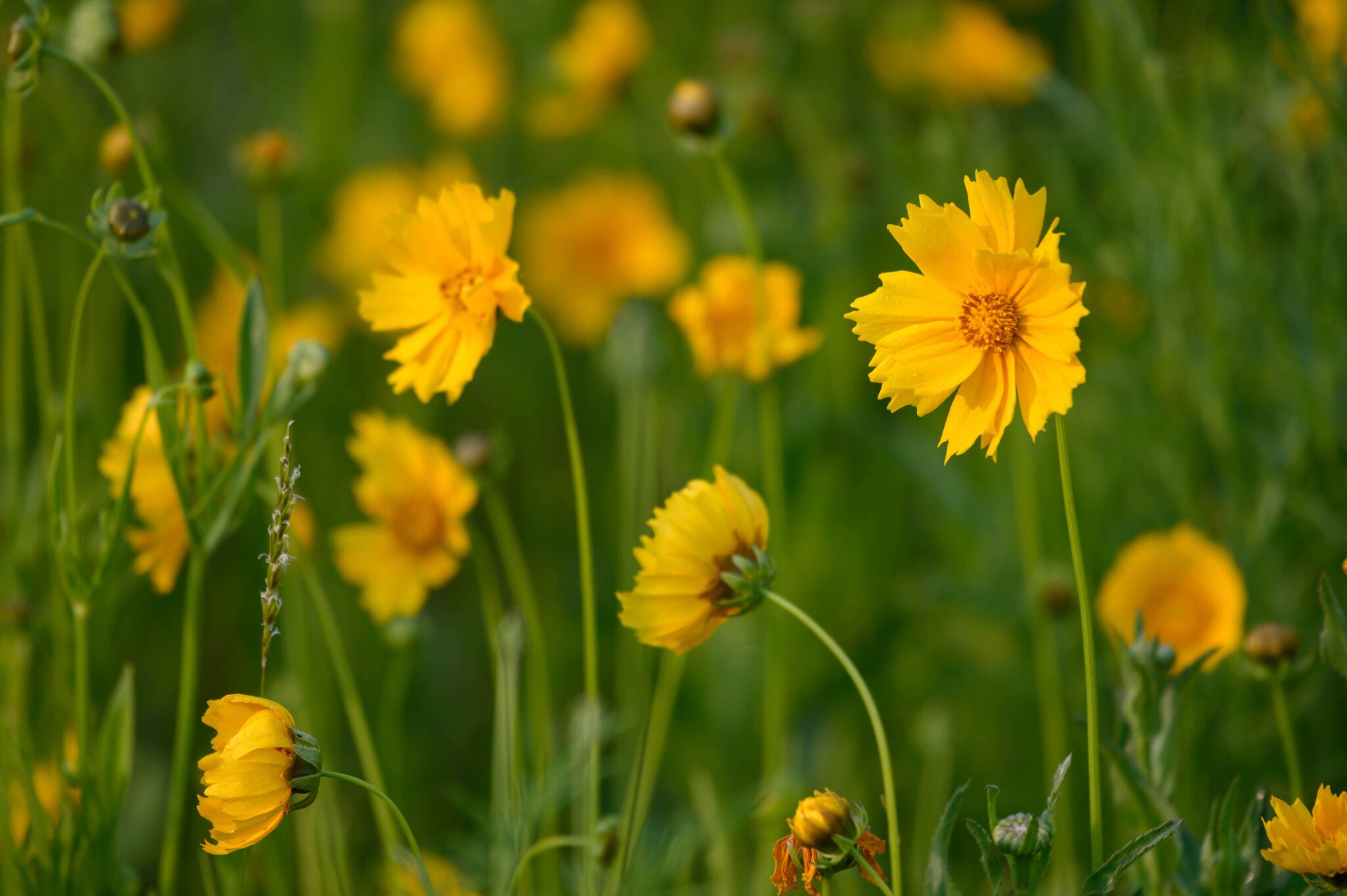11 wonderful wildflower trails in West Virginia - Almost Heaven - West ...