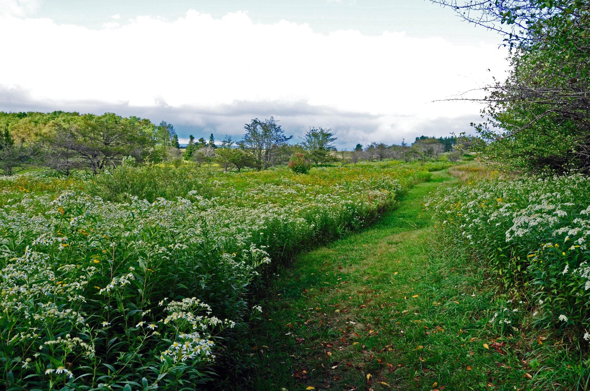11 wonderful wildflower trails in West Virginia - Almost Heaven - West ...
