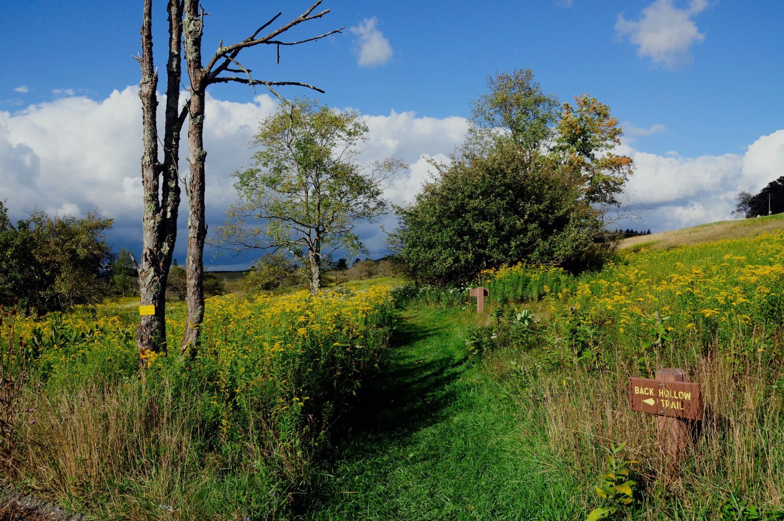 11 wonderful wildflower trails in West Virginia - Almost Heaven - West ...