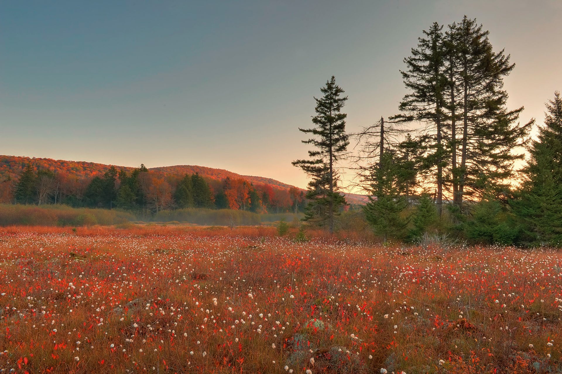 11 wonderful wildflower trails in West Virginia - Almost Heaven - West ...
