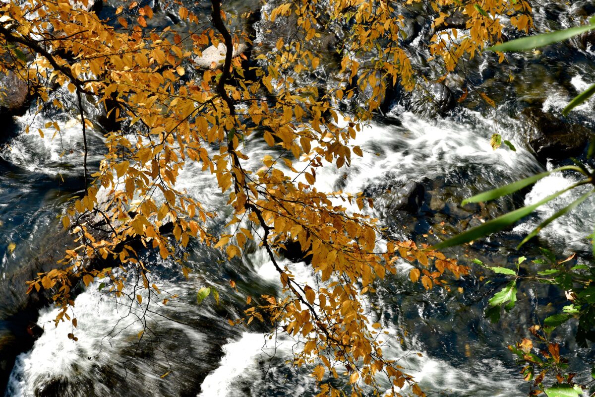 The Perfect Spots To View Fall Foliage Right Now in West Virginia ...