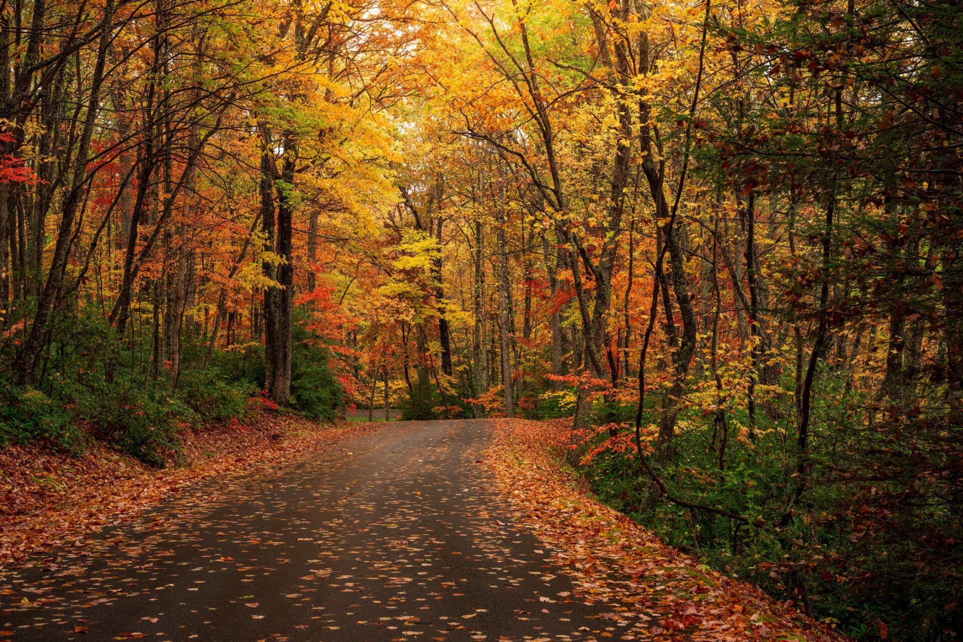 West Virginia Now Covered with Jaw-Dropping Fall Color - Almost Heaven ...