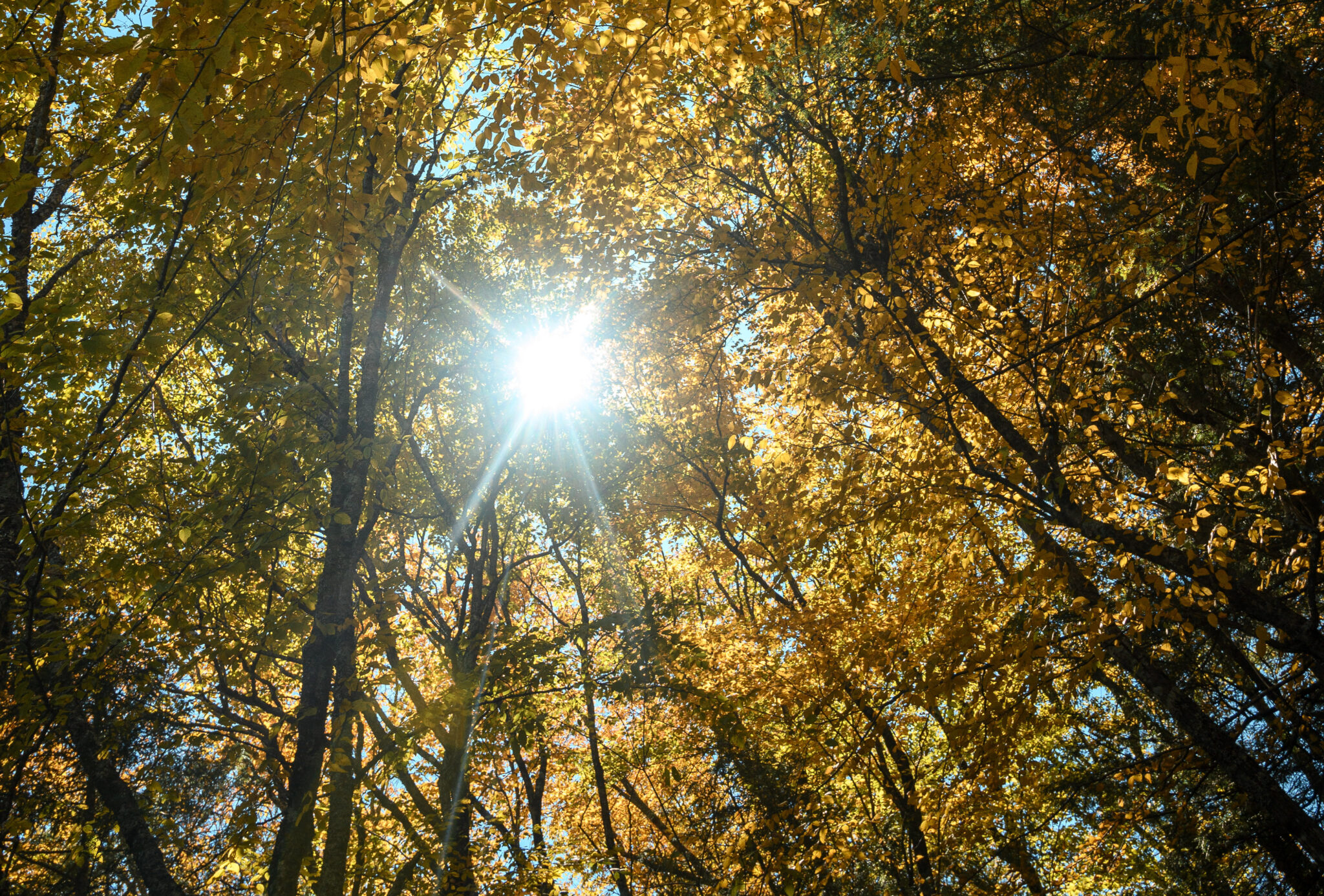 Stunning Spots To Explore Fall Color Right Now in West Virginia – Week ...