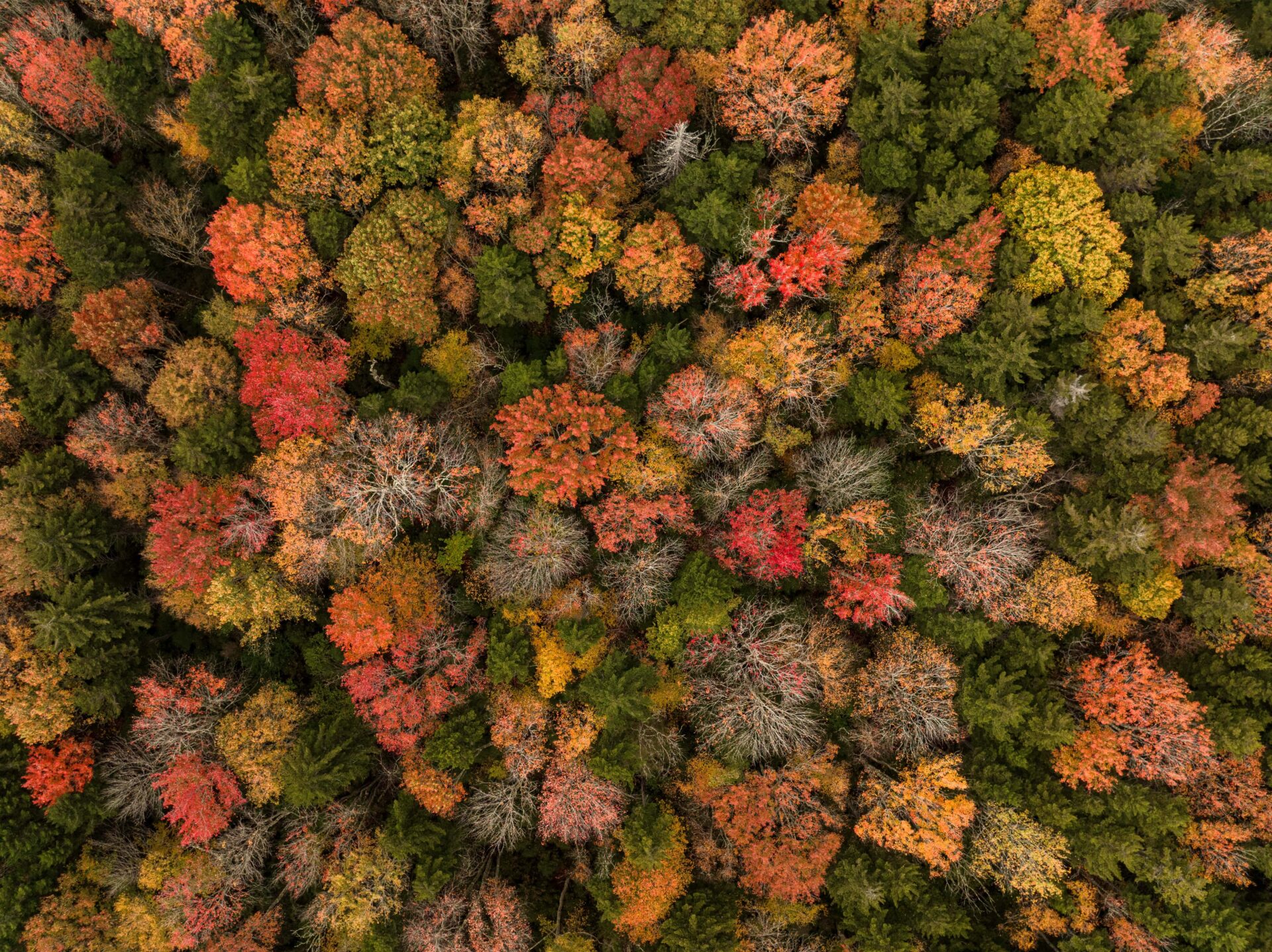 Stunning Spots To Explore Fall Color Right Now in West Virginia – Week ...