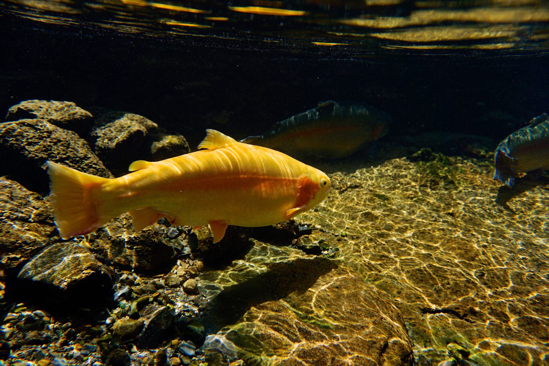 The 2024 West Virginia Gold Rush: Week 2 Fishing Spots - Almost Heaven ...