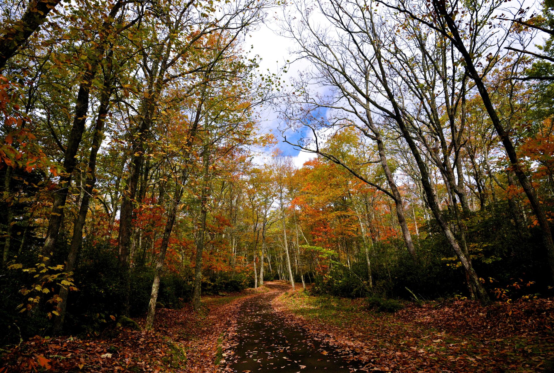 These West Virginia Destinations are Booming with Stunning Fall Foliage ...