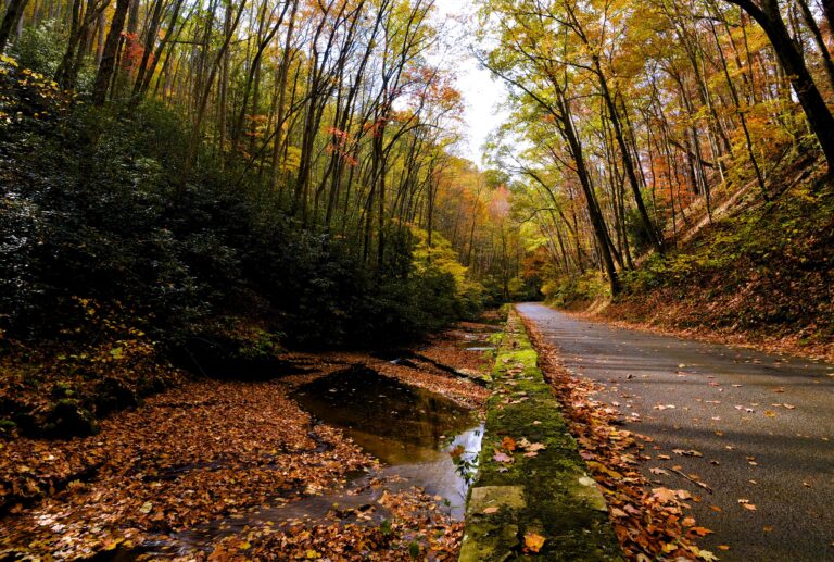 These West Virginia Destinations are Booming with Stunning Fall Foliage ...