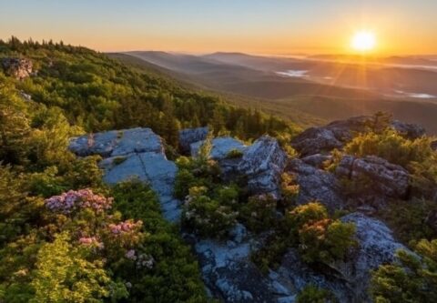 Find Spring Wildflowers in these Stunning West Virginia Spots - Almost ...