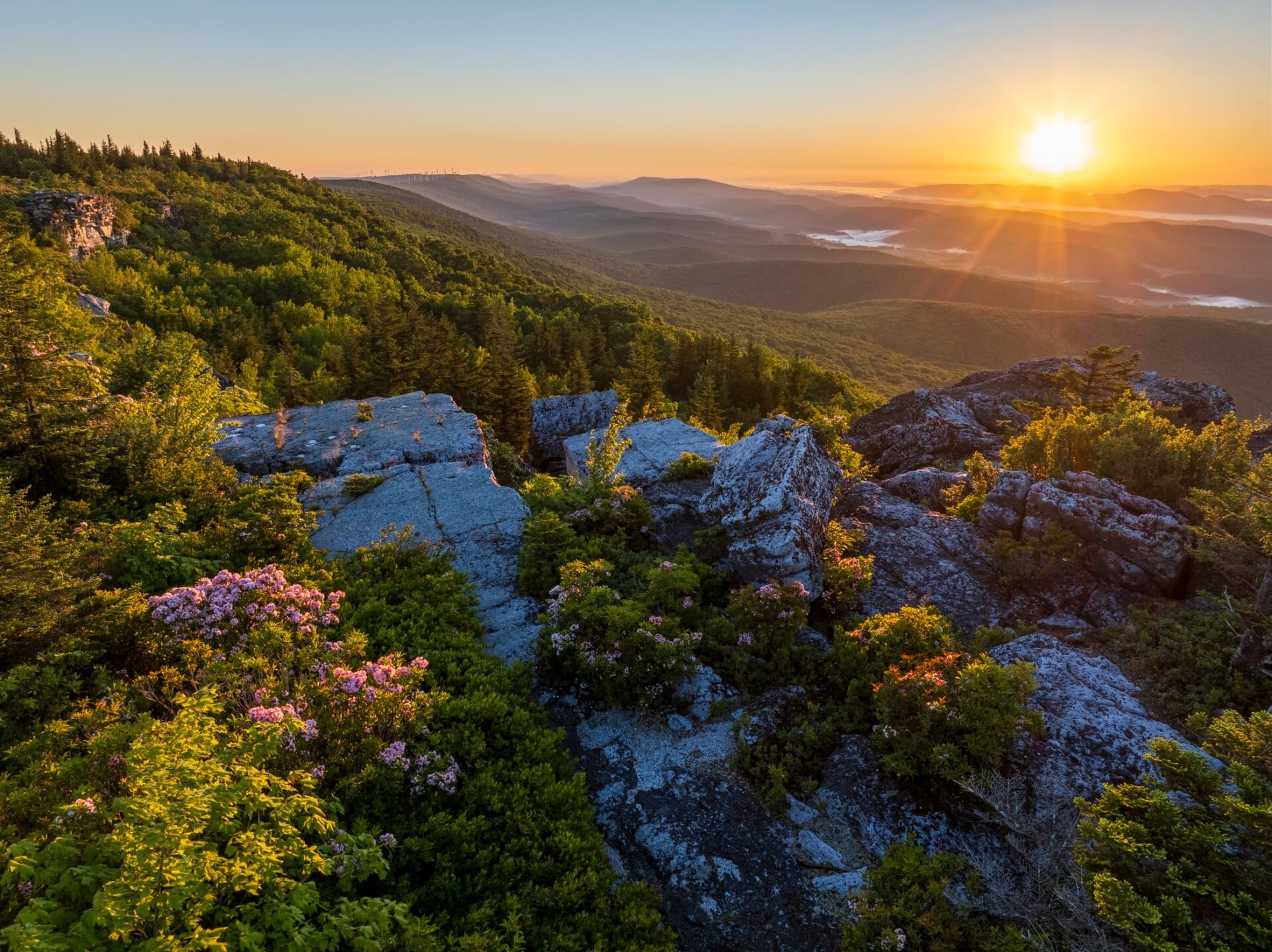 Find Spring Wildflowers in these Stunning West Virginia Spots - Almost ...
