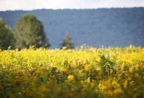 Find Spring Wildflowers in these Stunning West Virginia Spots - Almost ...
