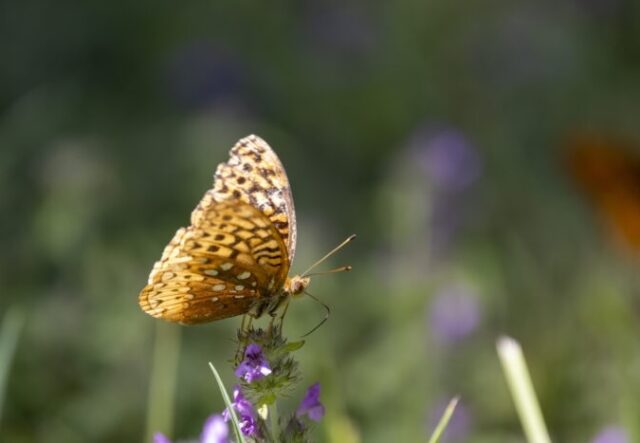 Find Spring Wildflowers in these Stunning West Virginia Spots - Almost ...