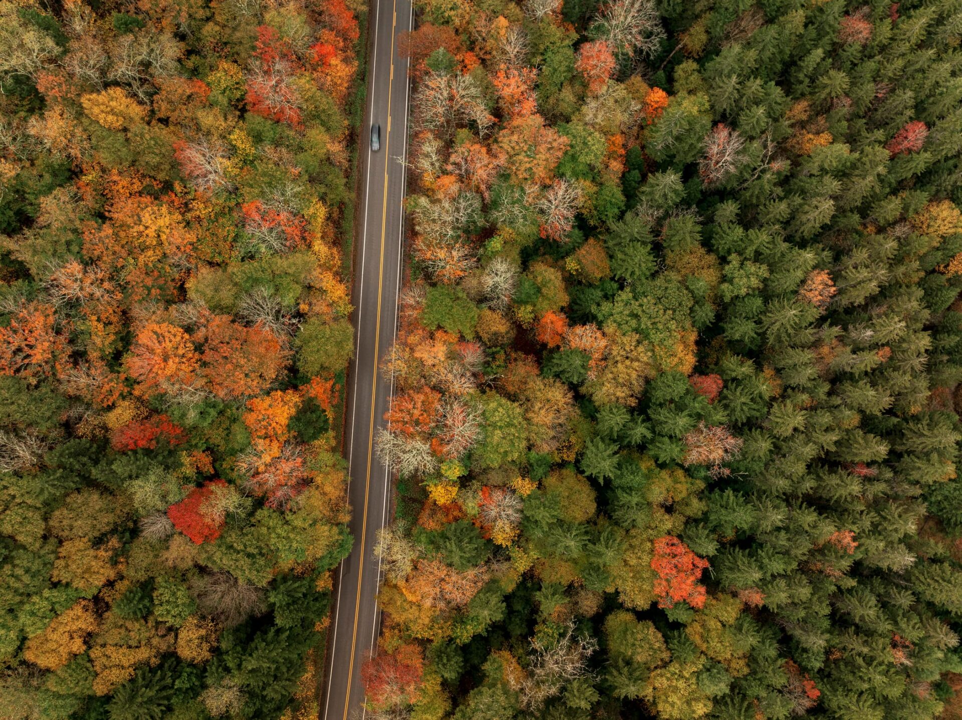 West Virginia Department of Tourism Releases 2025 Fall Foliage ...